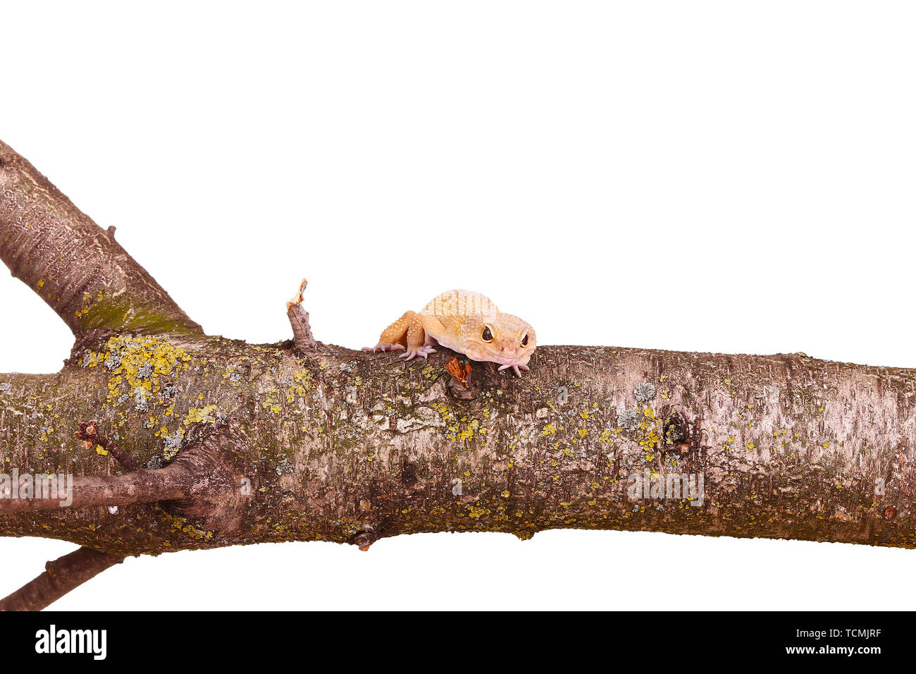 leopard gecko sitting on a branch isolated on white background Stock ...