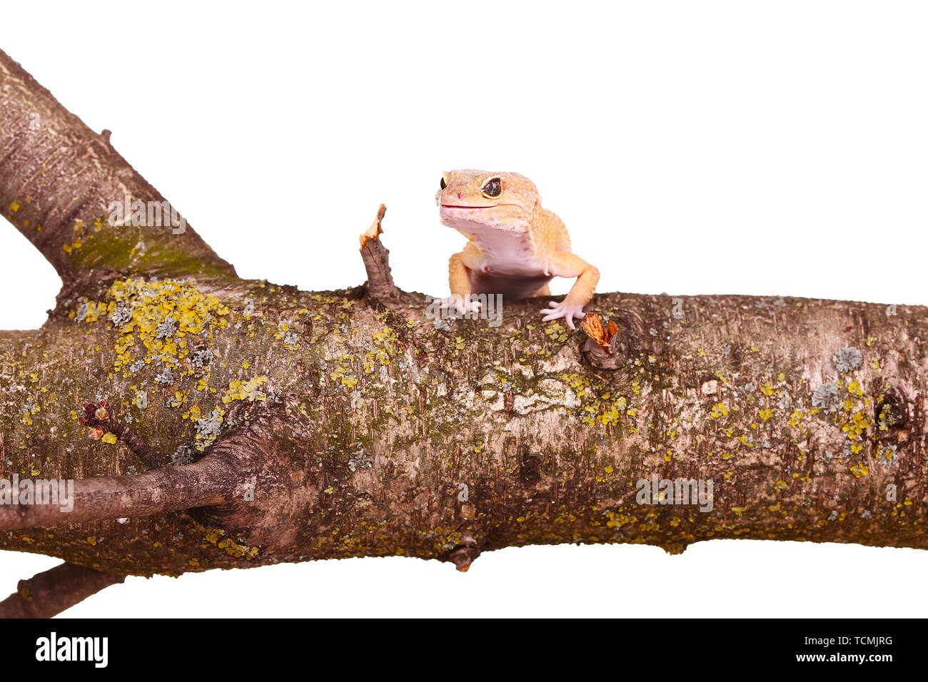 leopard gecko sitting on a branch isolated on white background Stock ...