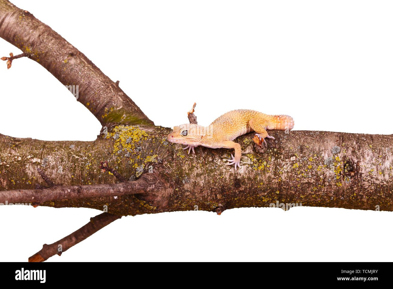 leopard gecko sitting on a branch isolated on white background Stock ...