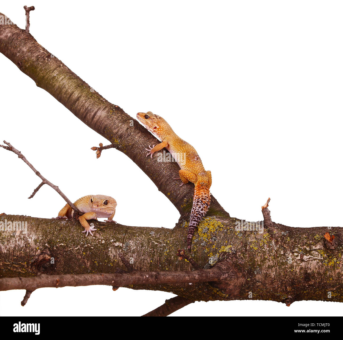 leopard geckos sitting on a branch isolated on white background Stock ...