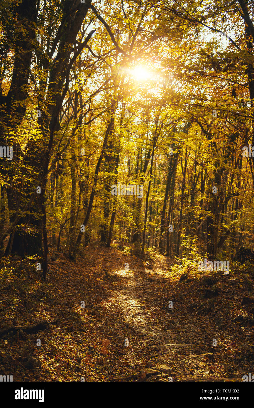 Collection of autumn forest. Autumn landscape Stock Photo - Alamy