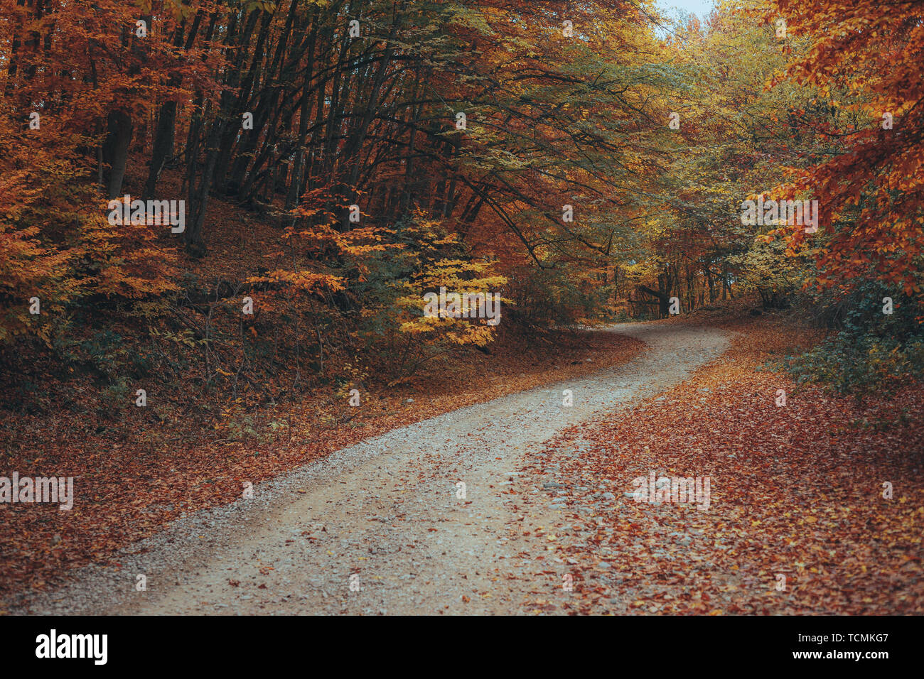 Beautiful autumn forest mountain path autumn mountain landscape ...