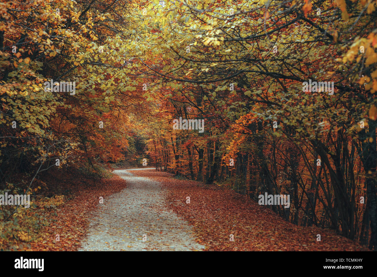 Beautiful autumn forest mountain path autumn mountain landscape ...
