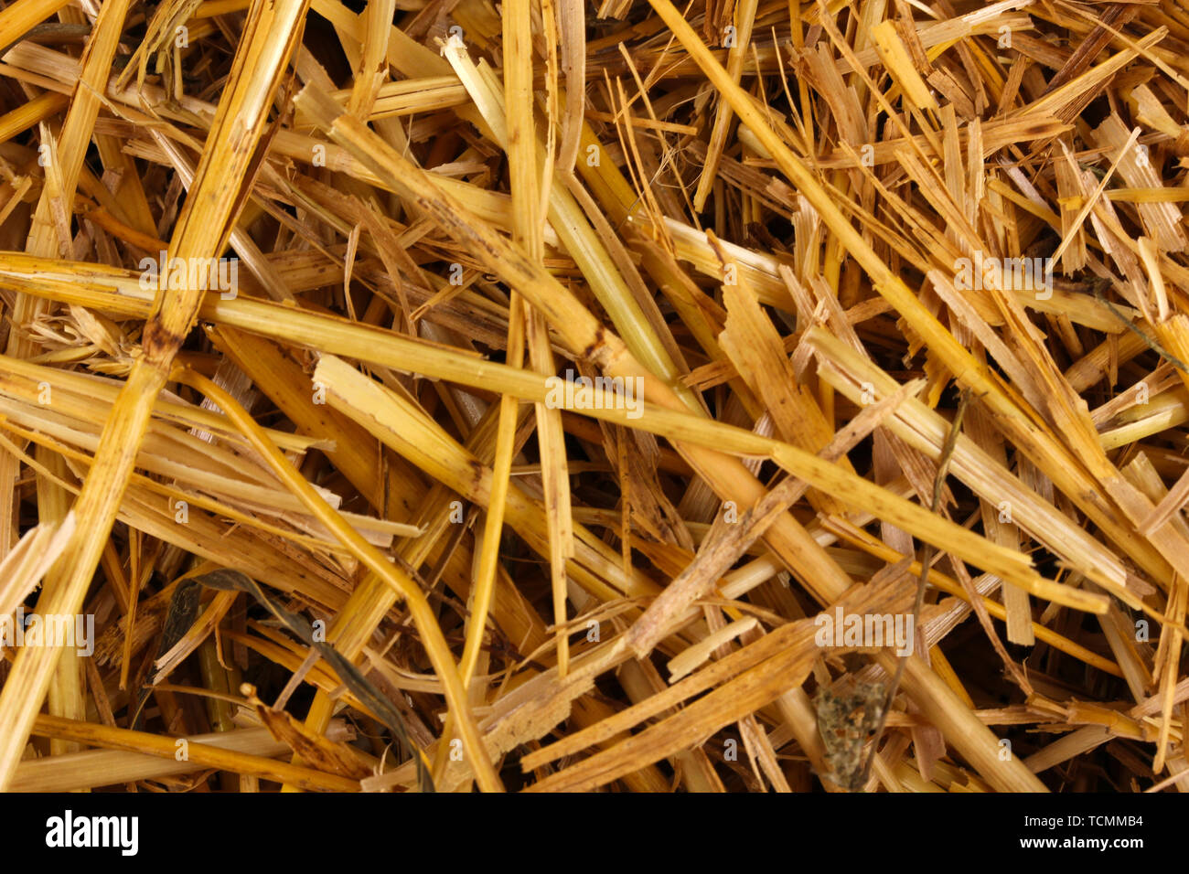 Golden hay close-up Stock Photo - Alamy