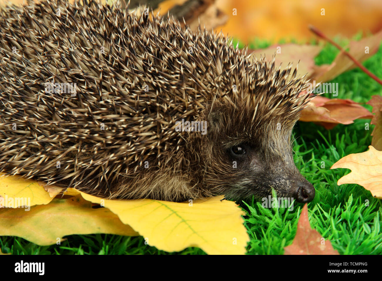 Hedgehog on autumn leaves hi-res stock photography and images - Alamy