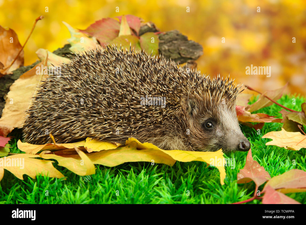 Hedgehog on autumn leaves hi-res stock photography and images - Alamy