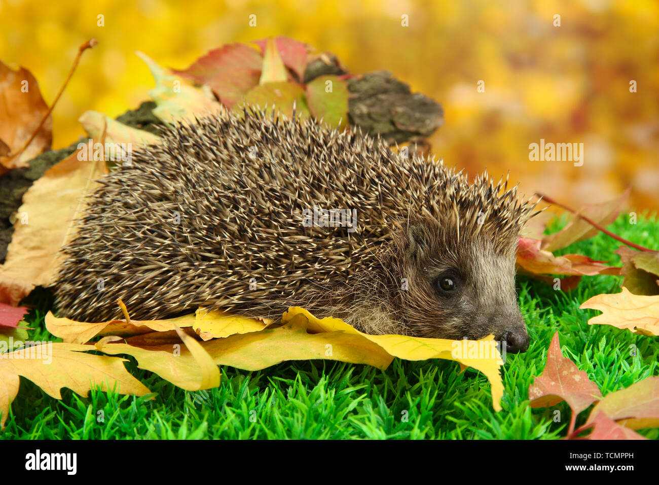Hedgehog on autumn leaves hi-res stock photography and images - Alamy