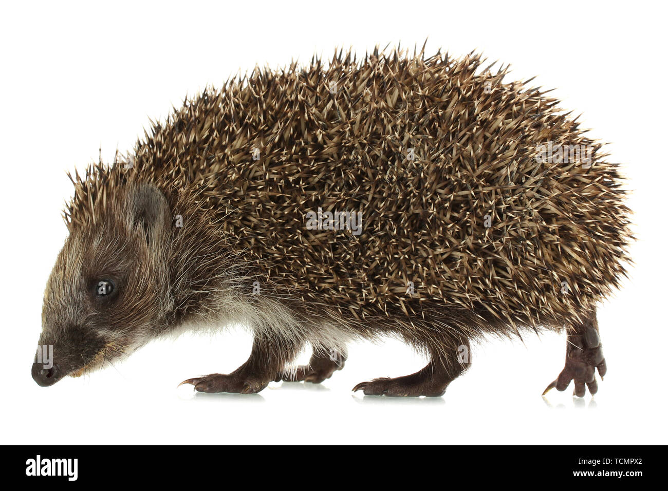 Hedgehog, isolated on white Stock Photo - Alamy