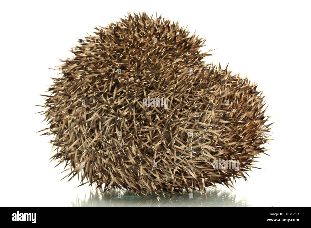 Hedgehog hide hi-res stock photography and images - Alamy