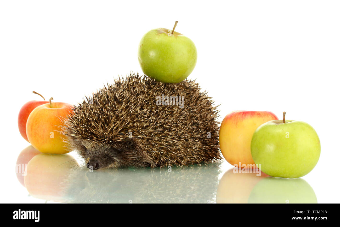 Adorable hedgehog fruit hi-res stock photography and images - Alamy