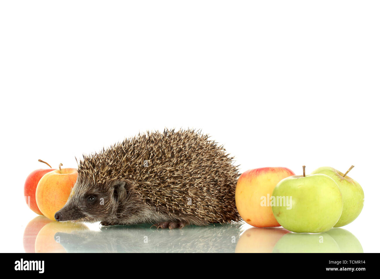 Adorable hedgehog fruit hi-res stock photography and images - Alamy