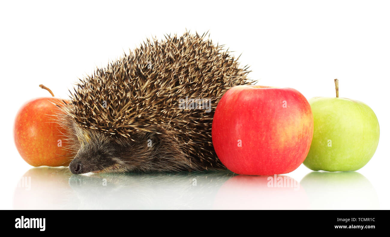 Adorable hedgehog fruit hi-res stock photography and images - Alamy