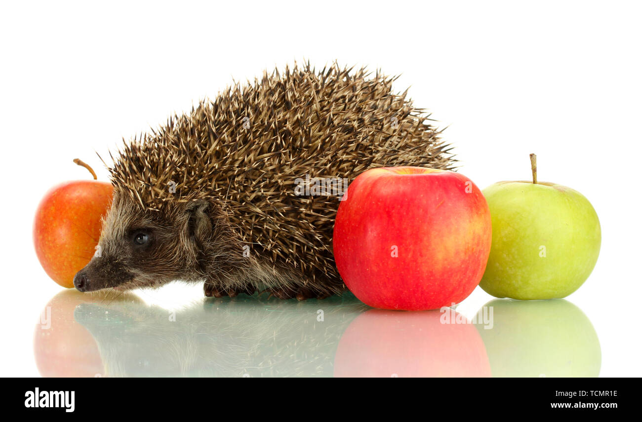 Adorable hedgehog fruit hi-res stock photography and images - Alamy