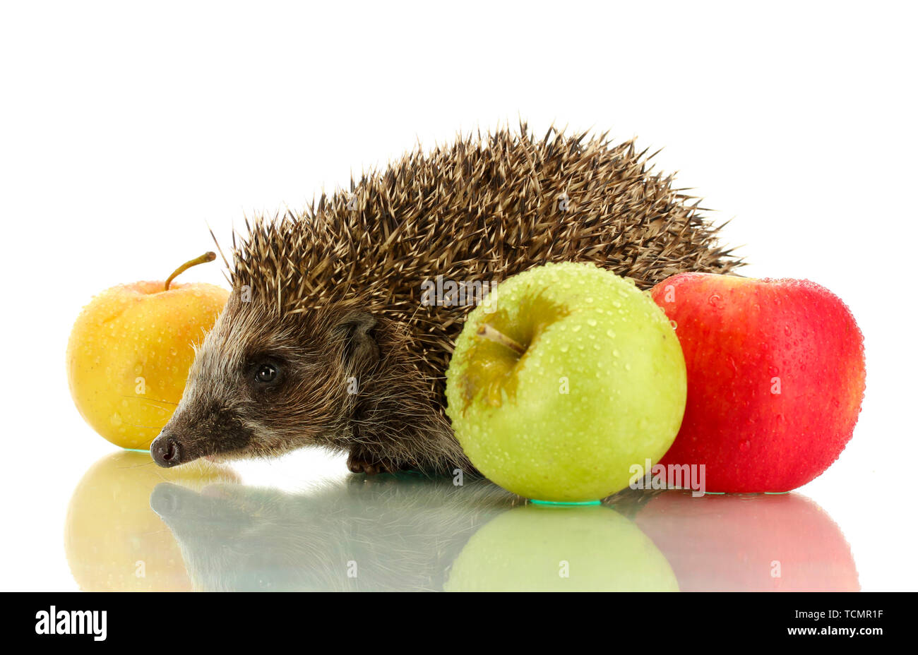Adorable hedgehog fruit hi-res stock photography and images - Alamy