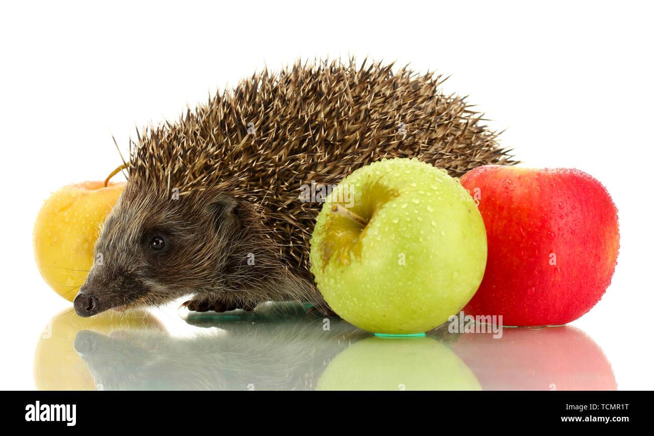 Adorable hedgehog fruit hi-res stock photography and images - Alamy