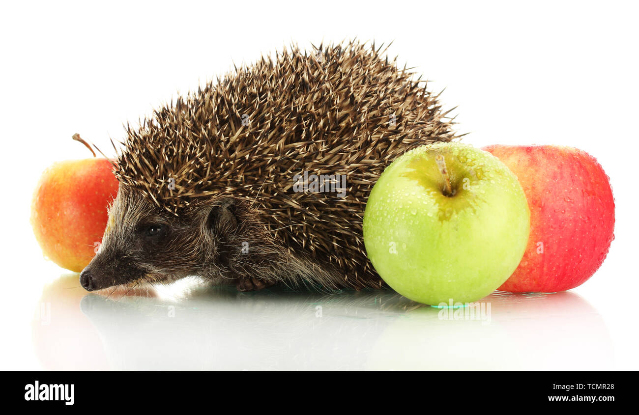 Adorable hedgehog fruit hi-res stock photography and images - Alamy