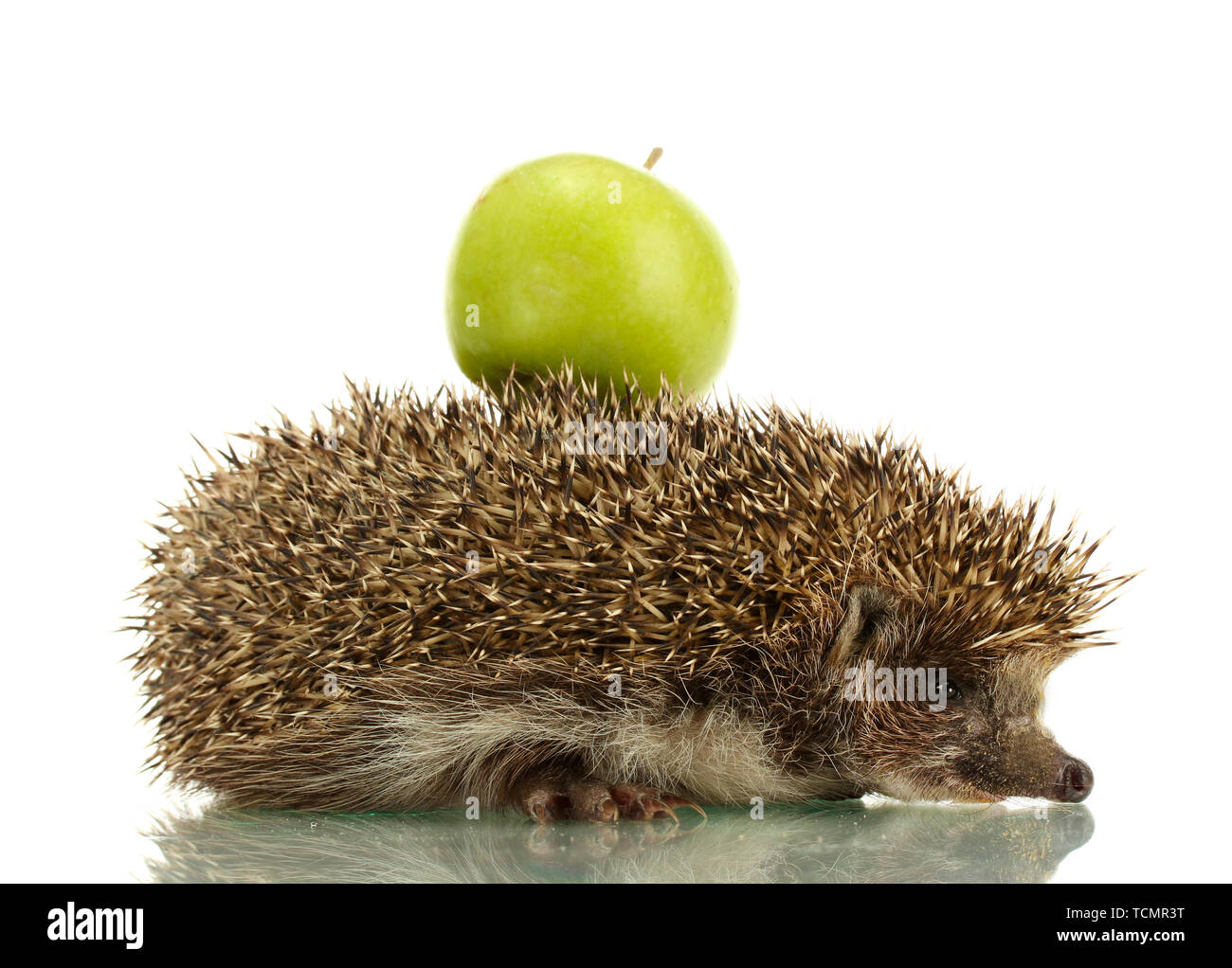 Hedgehog with apple, isolated on white Stock Photo - Alamy