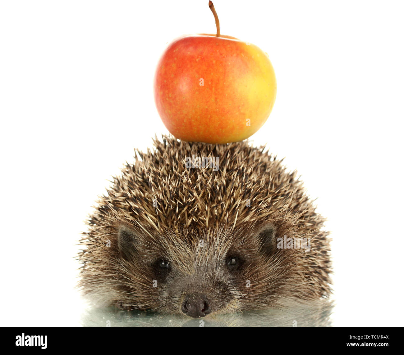 Adorable hedgehog fruit hi-res stock photography and images - Alamy