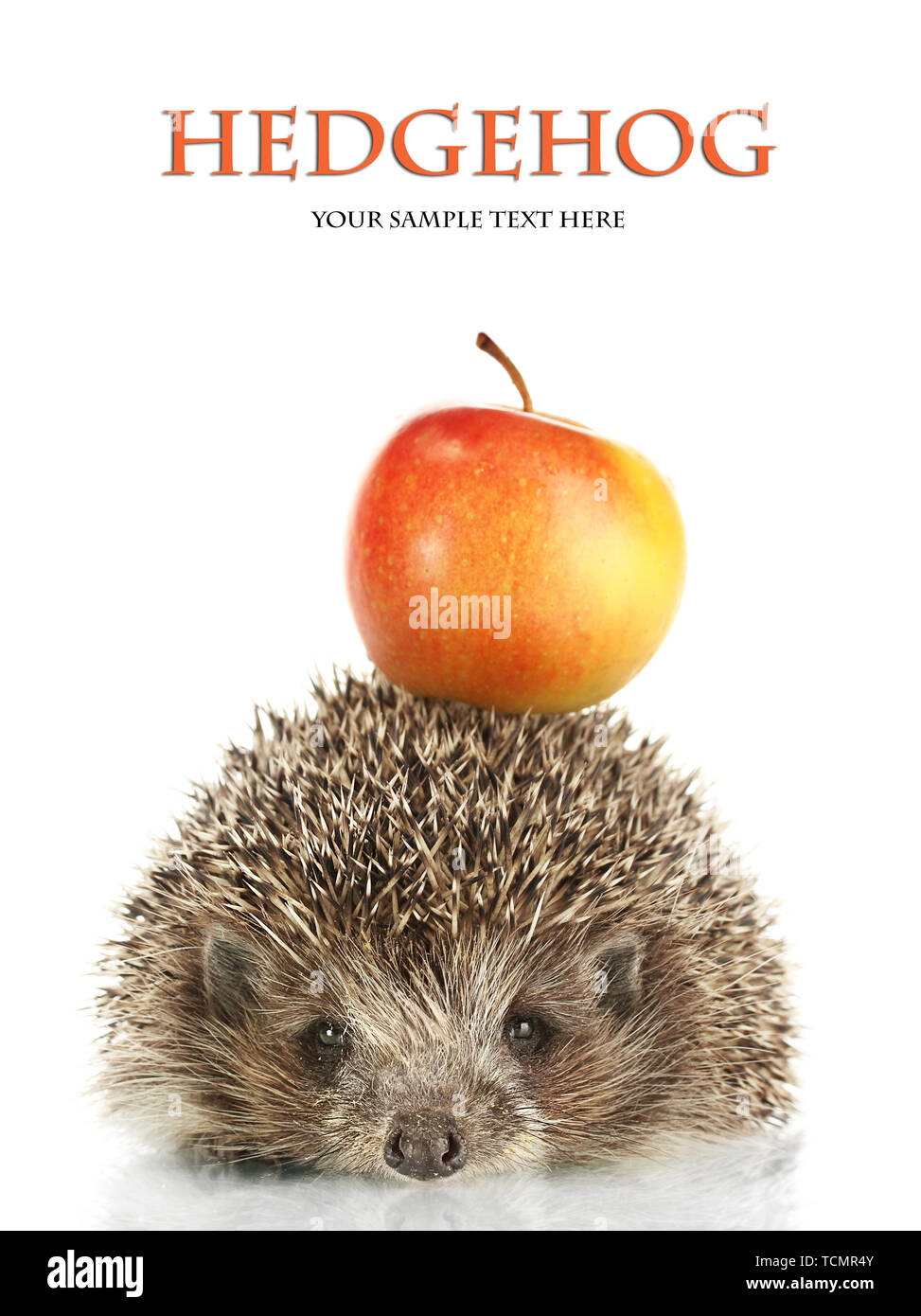 Adorable hedgehog fruit hi-res stock photography and images - Alamy