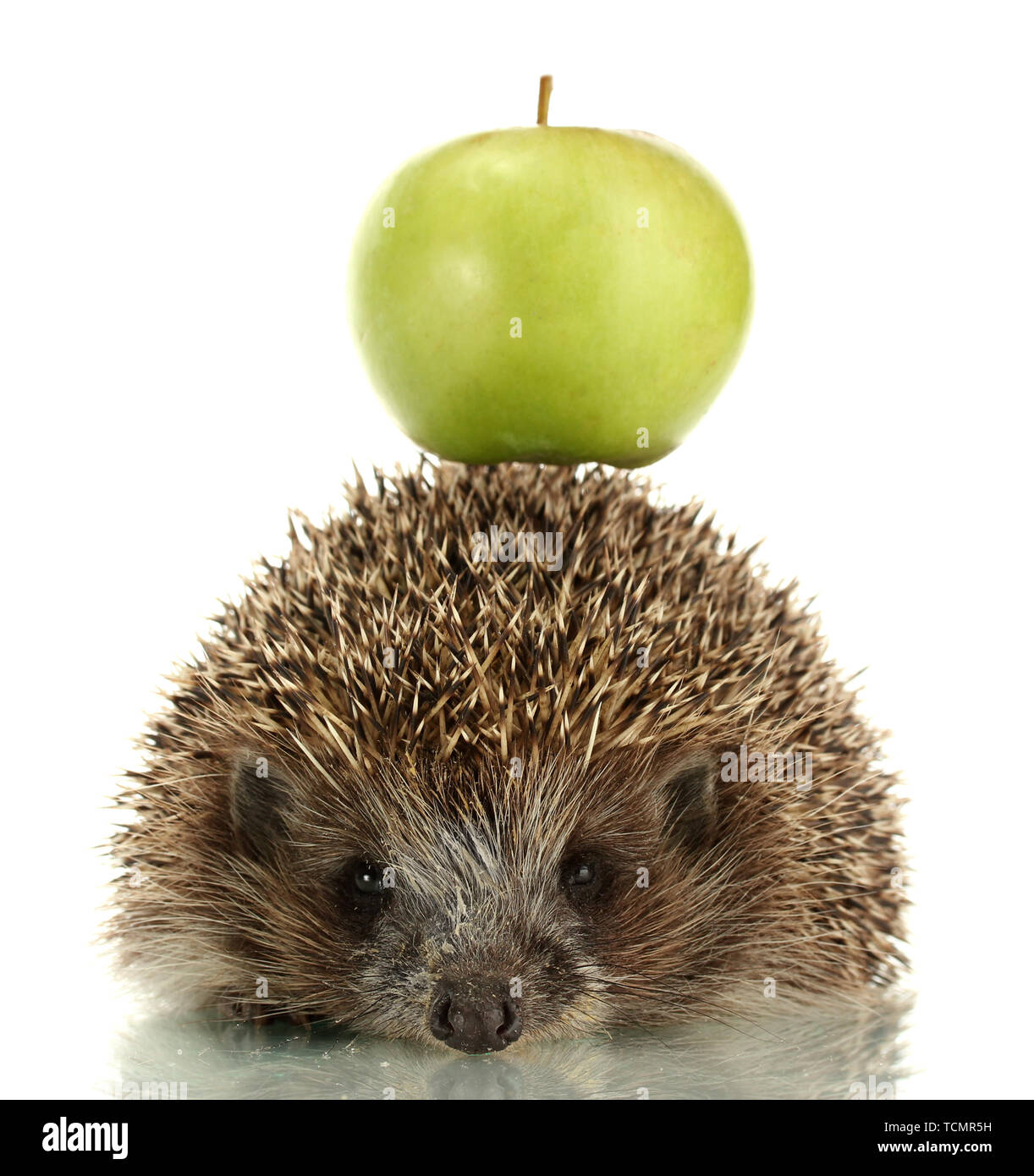Adorable hedgehog fruit hi-res stock photography and images - Alamy