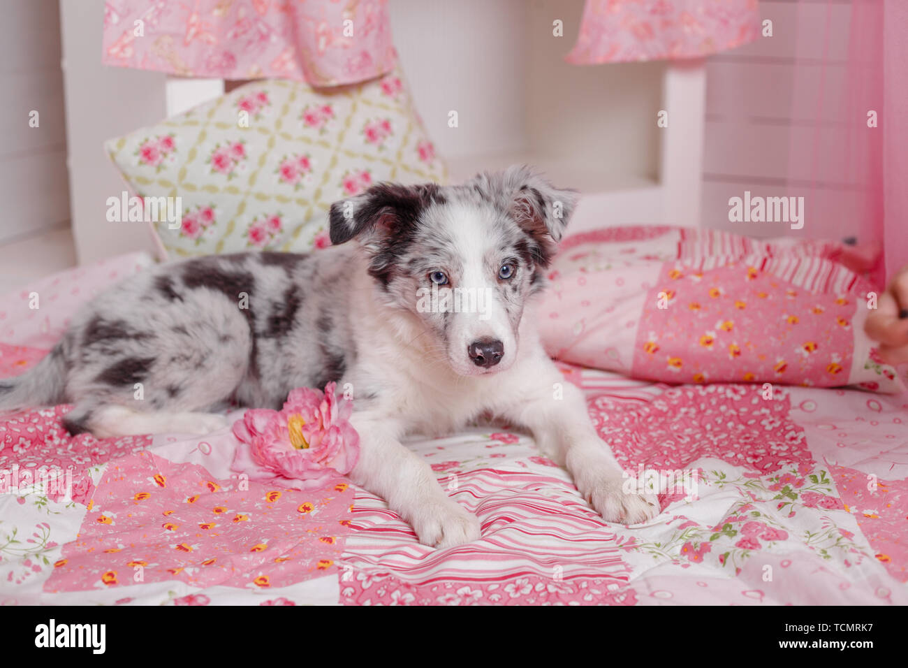 Australian Shepherd Aussie , 3 months old, sitting against Romantic ...