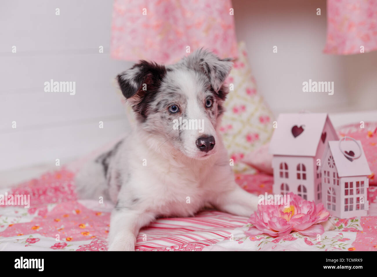 Australian Shepherd Aussie , 3 months old, sitting against Romantic ...