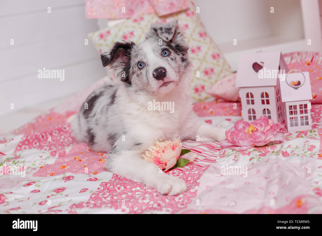 Australian Shepherd Aussie , 3 months old, sitting against Romantic ...