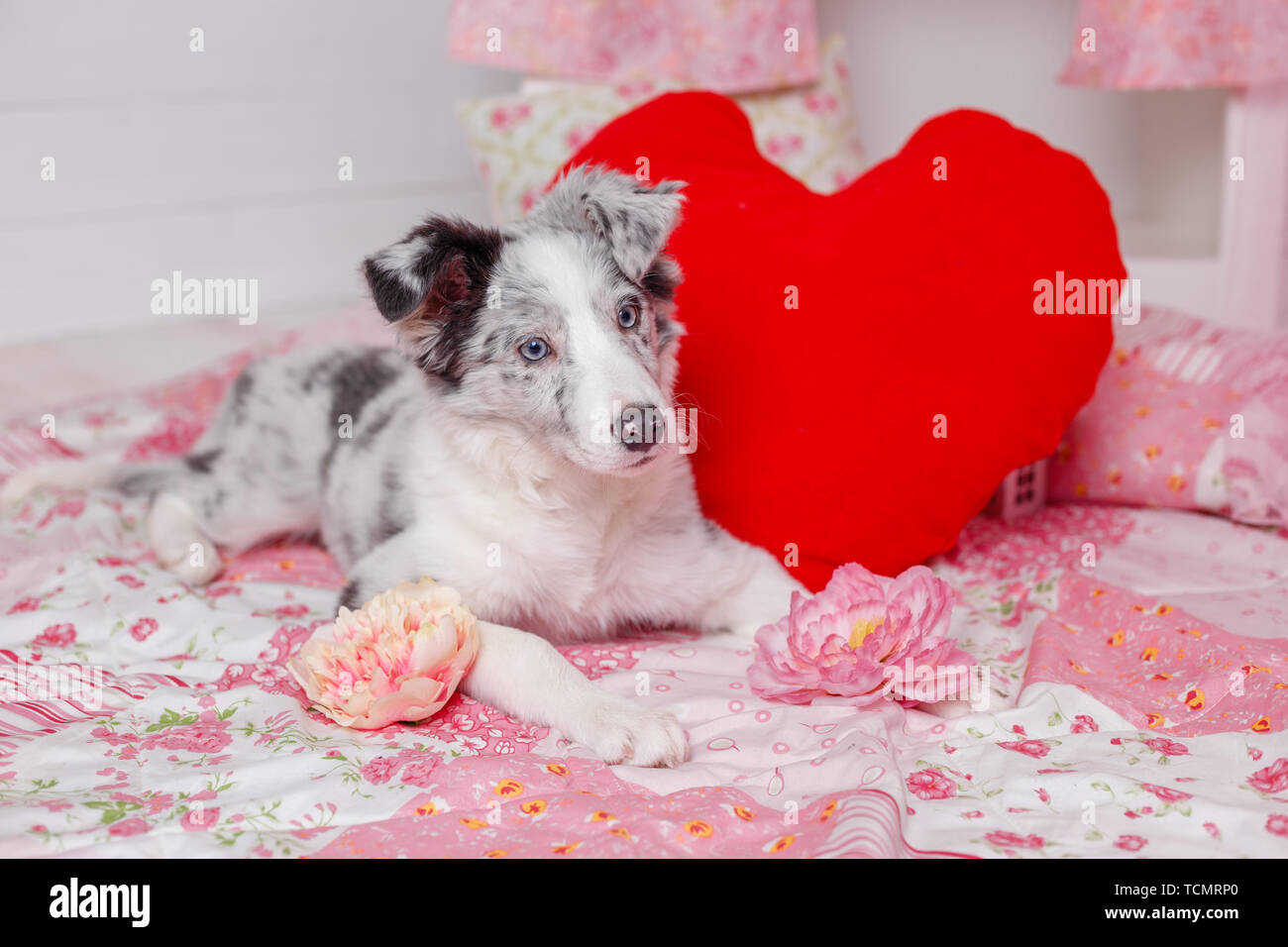 Australian Shepherd Aussie , 3 months old, sitting against Romantic ...