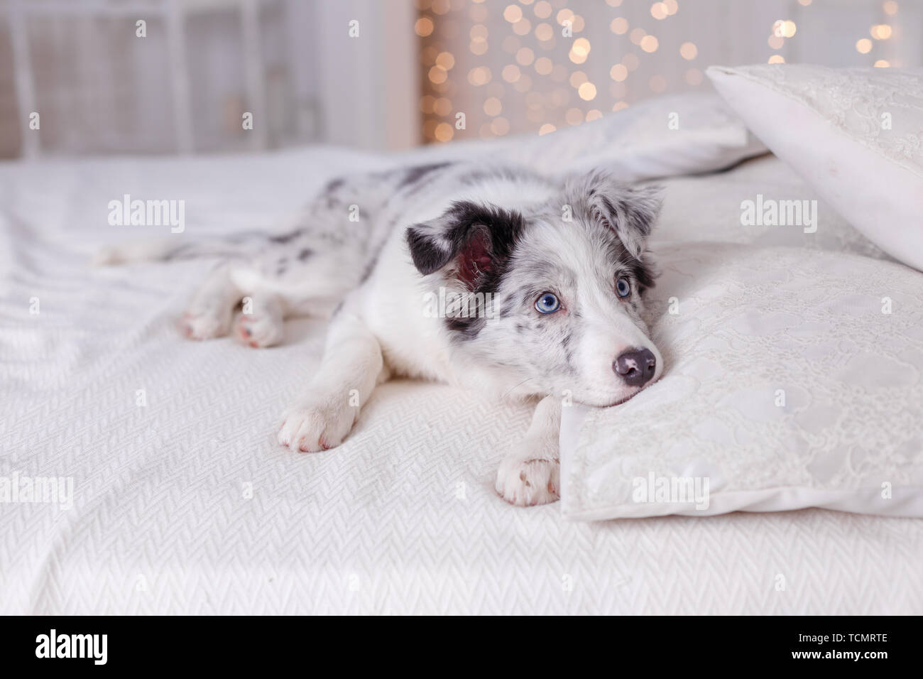 Australian Shepherd Aussie, 3 months old, sitting on the bed, white ...