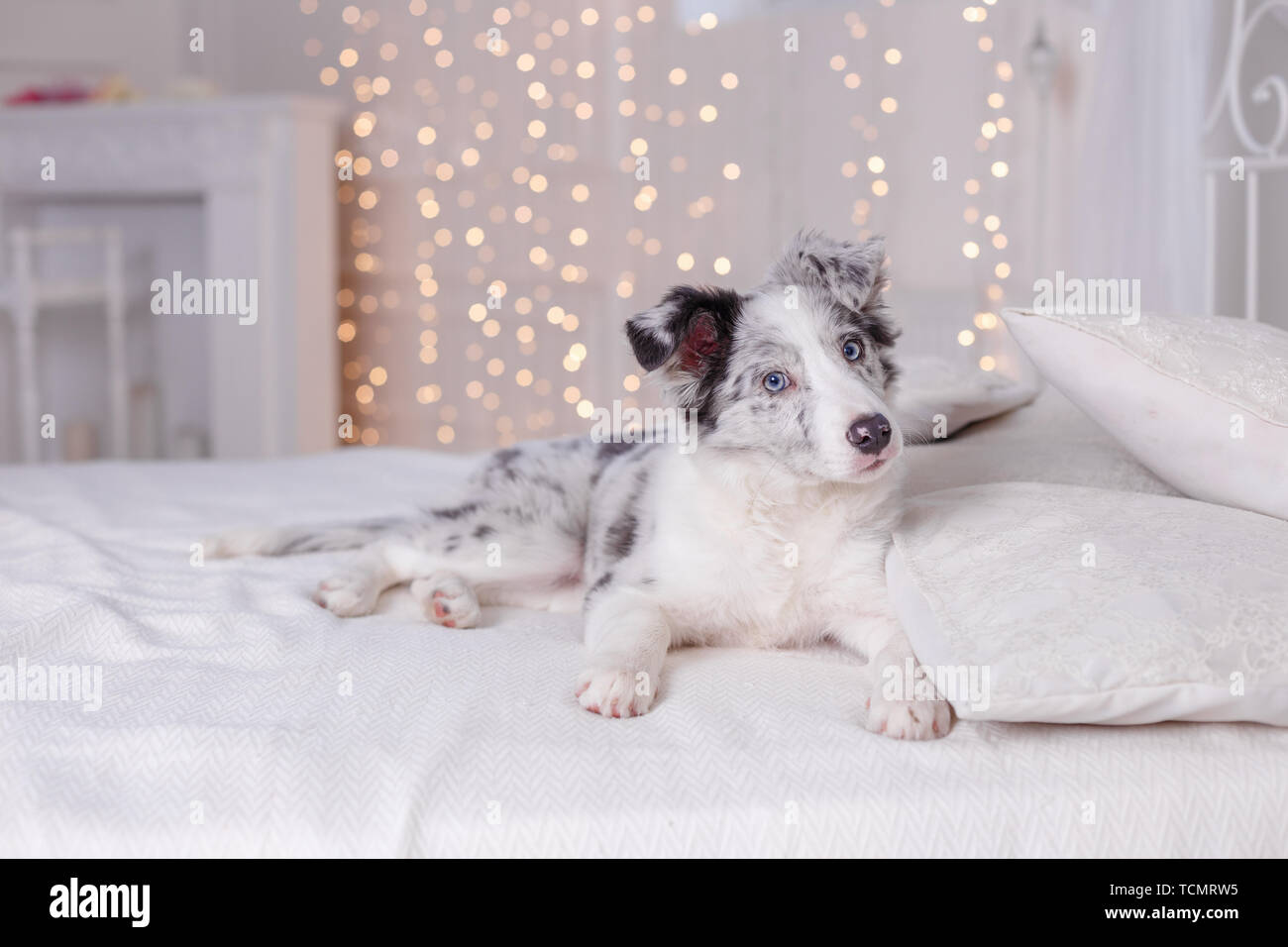 Australian Shepherd Aussie, 3 months old, sitting on the bed, white ...