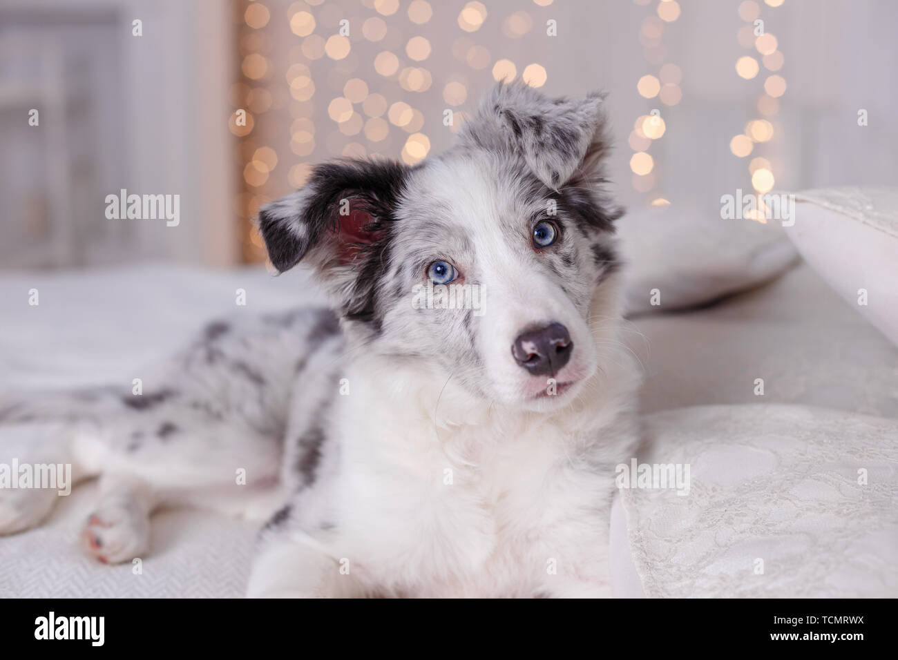 Australian Shepherd Aussie, 3 months old, sitting on the bed, white ...
