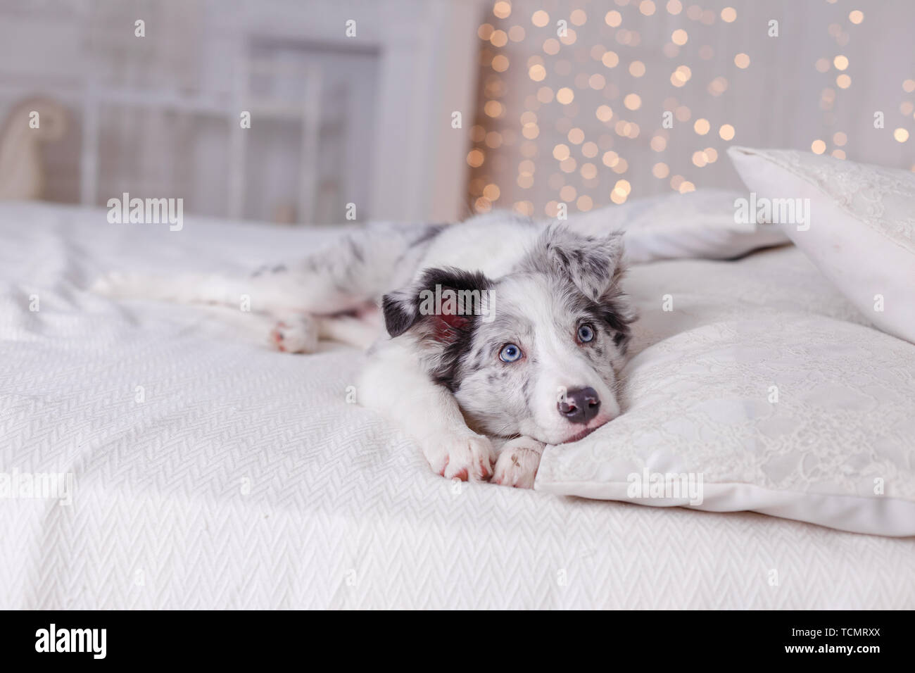 Australian Shepherd Aussie, 3 months old, sitting on the bed, white ...