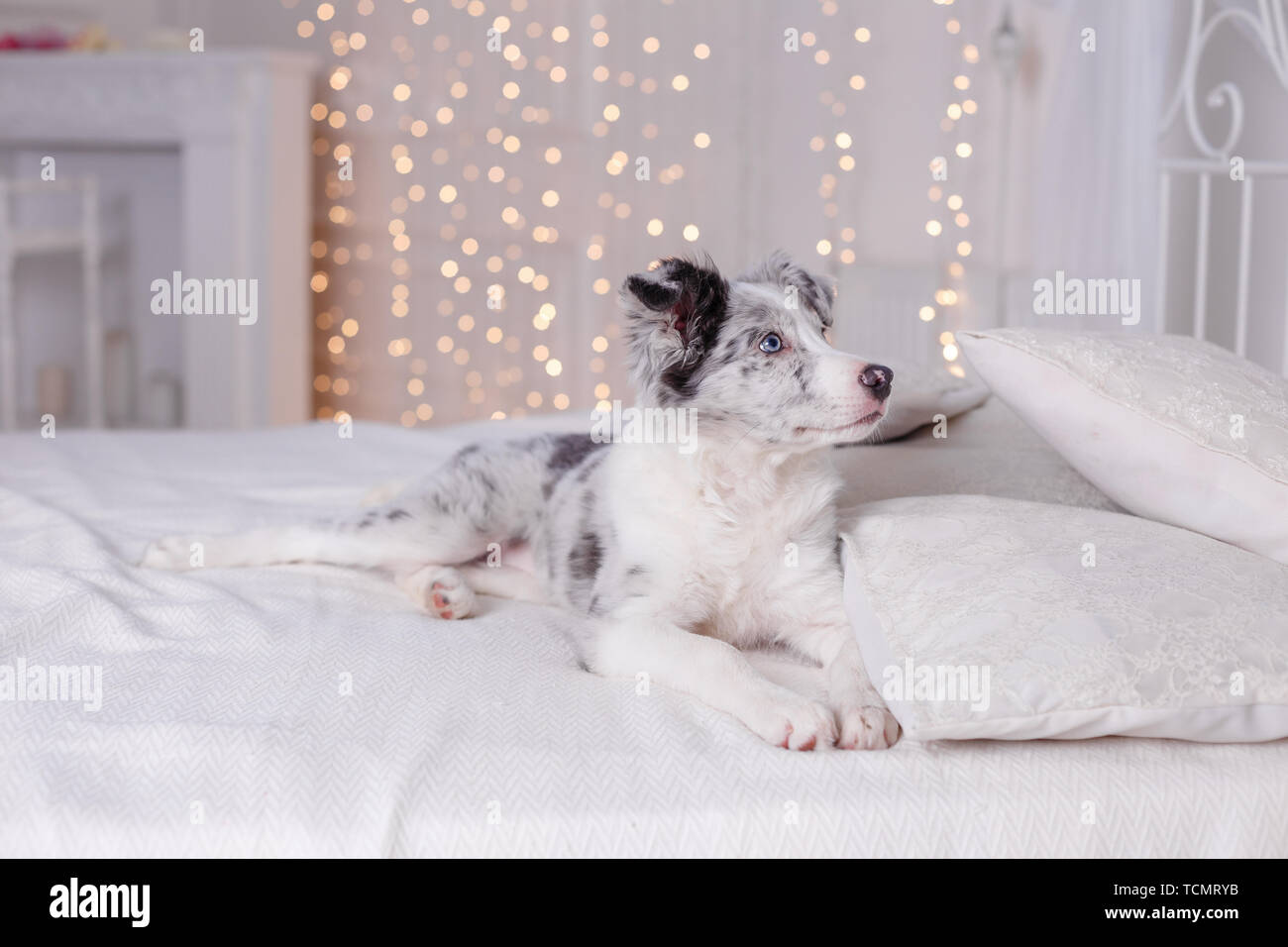 Australian Shepherd Aussie, 3 months old, sitting on the bed, white ...