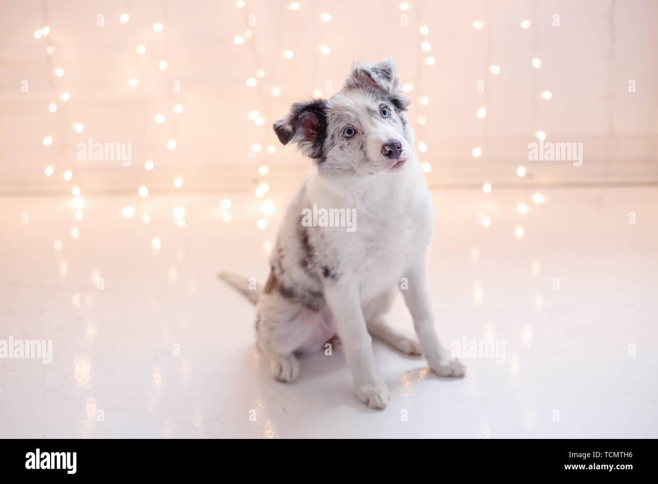 Australian shepherd aussie months hi-res stock photography and images ...