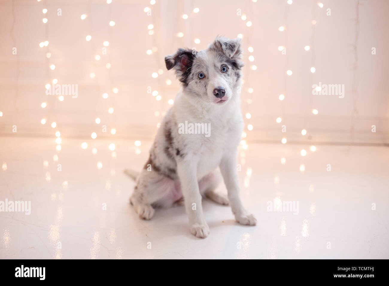 Australian shepherd aussie months hi-res stock photography and images ...
