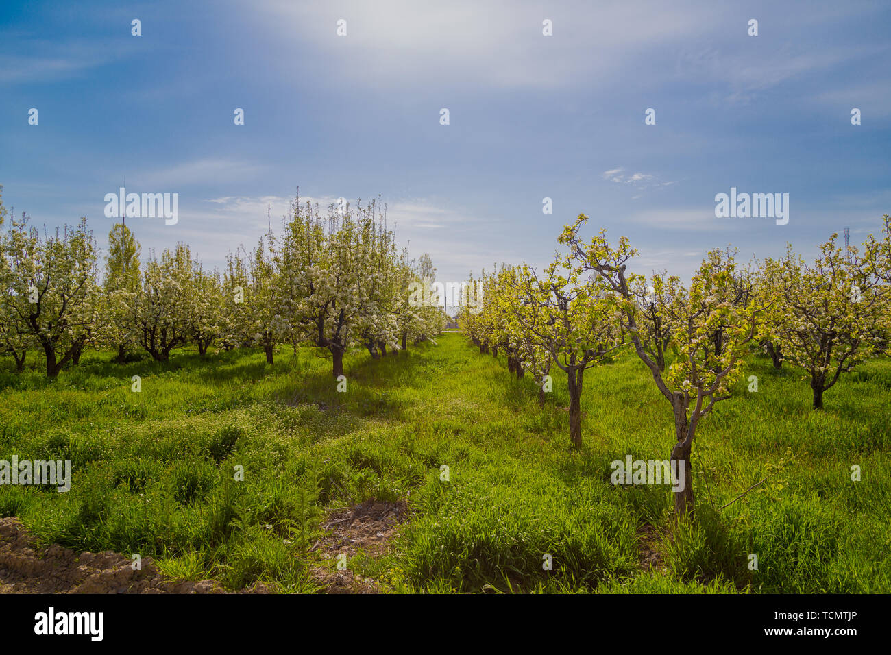 blooming apple tree in spring. Spring flowering garden Stock Photo - Alamy