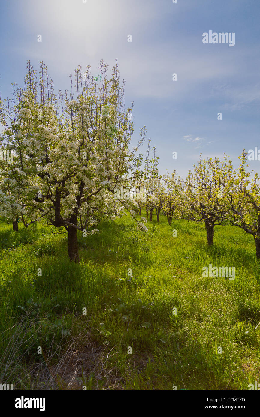 blooming apple tree in spring. Spring flowering garden Stock Photo - Alamy