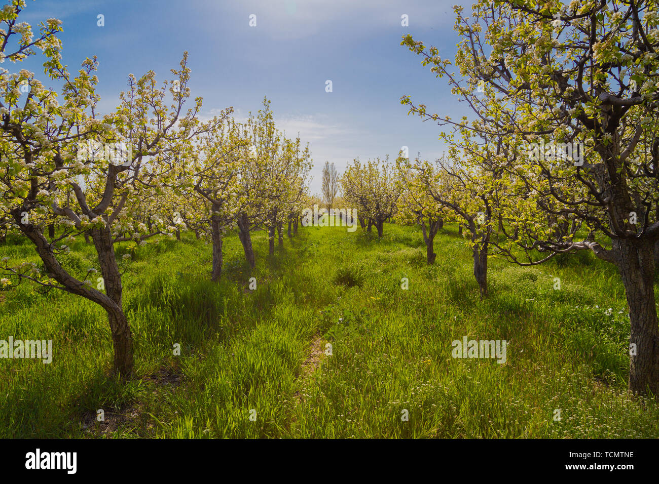 blooming apple tree in spring. Spring flowering garden Stock Photo - Alamy