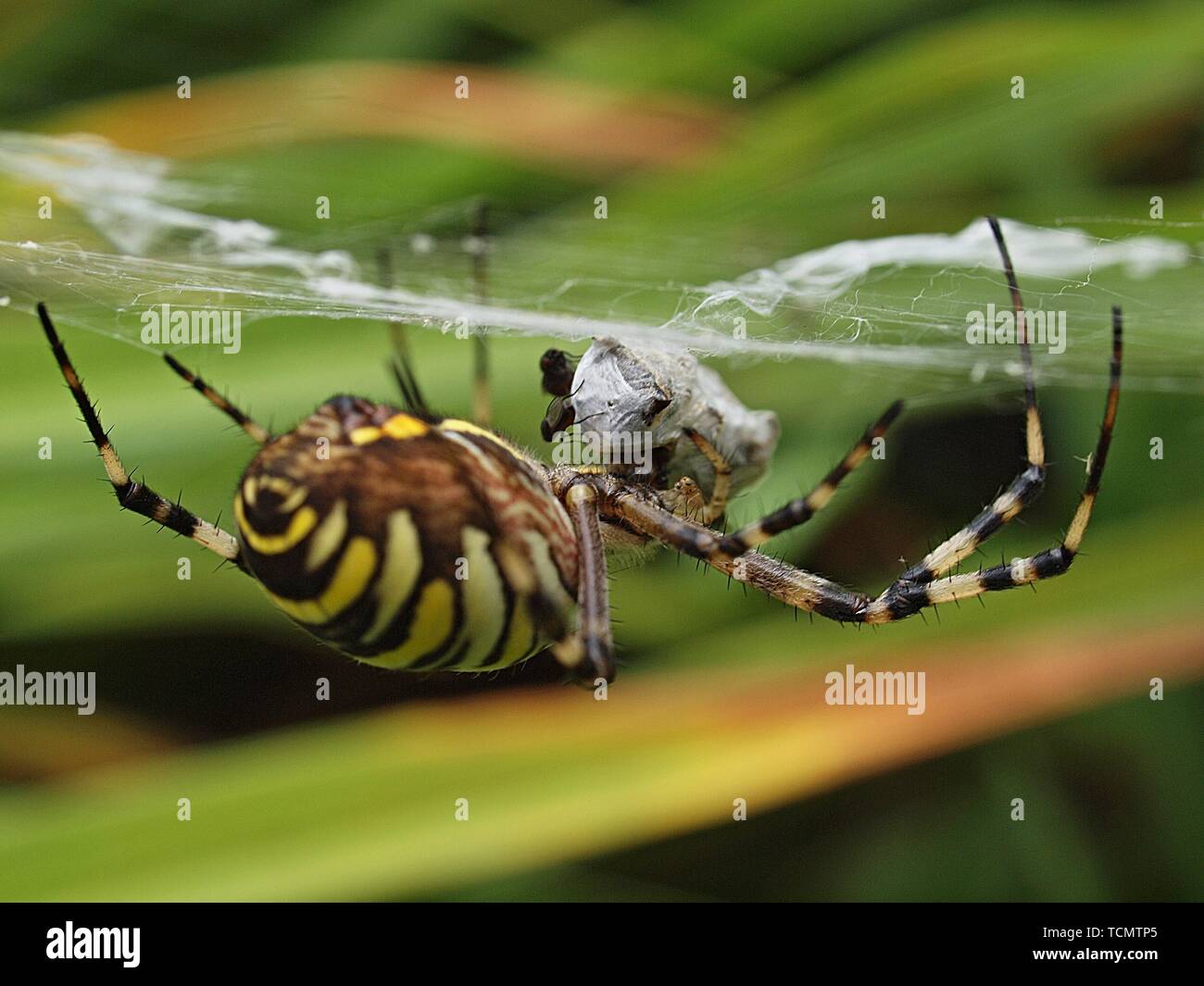 Macro of a big wasp spider in its spider net Stock Photo - Alamy