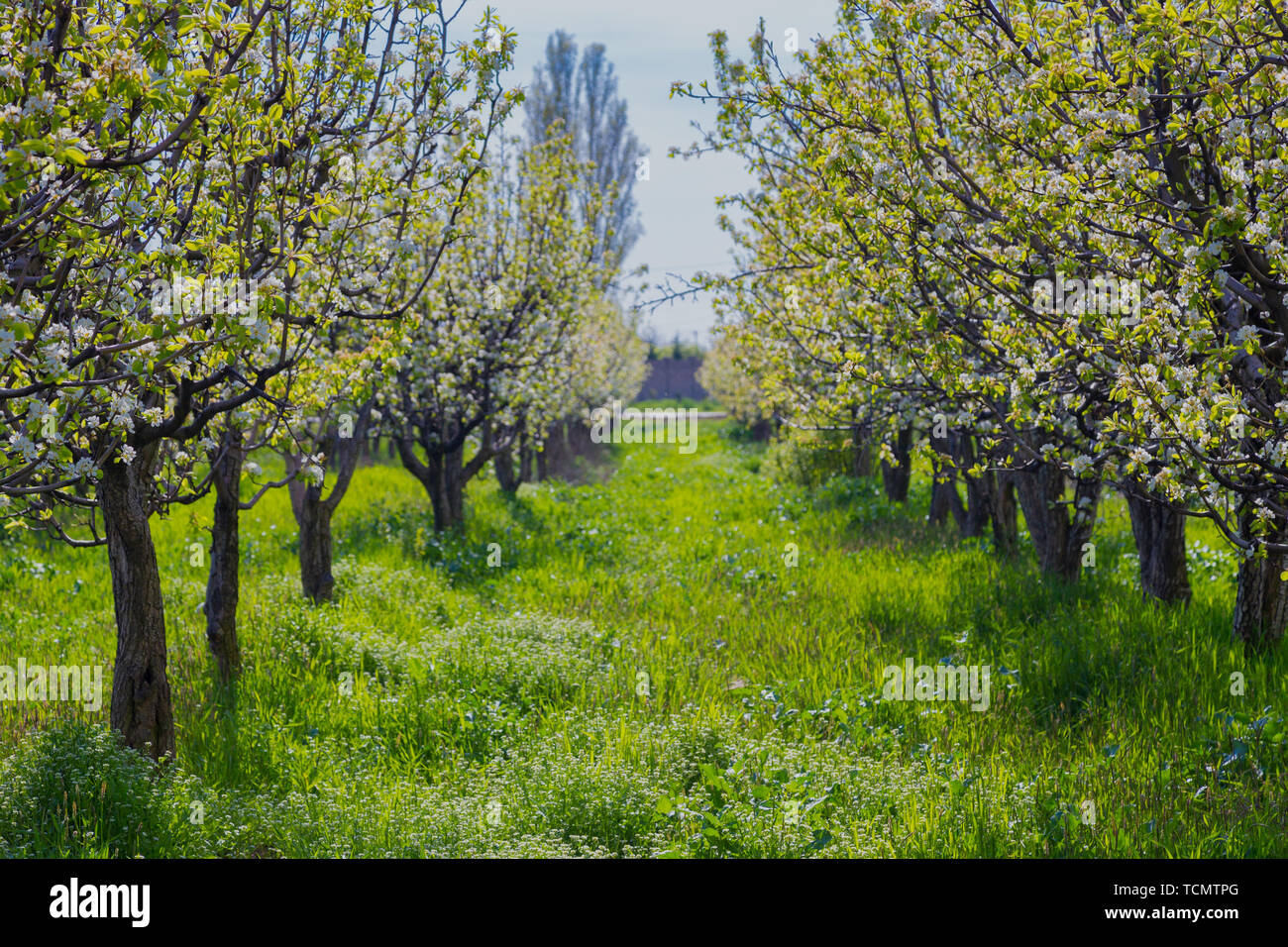 blooming apple tree in spring. Spring flowering garden Stock Photo - Alamy