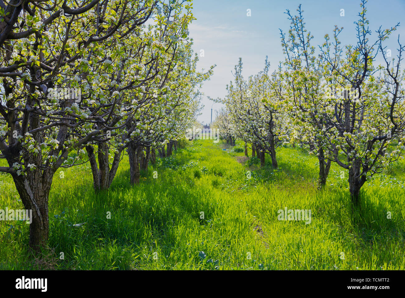 blooming apple tree in spring. Spring flowering garden Stock Photo - Alamy