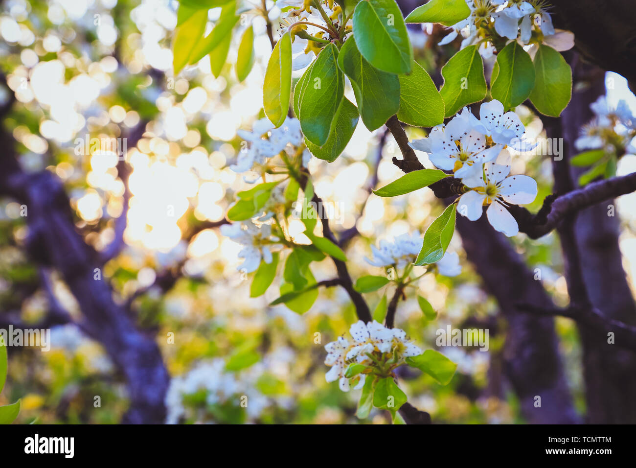 Beautiful apple tree branch with sun, spring began Stock Photo - Alamy