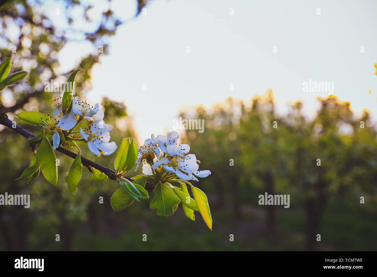 Beautiful apple tree branch with sun, spring began Stock Photo - Alamy