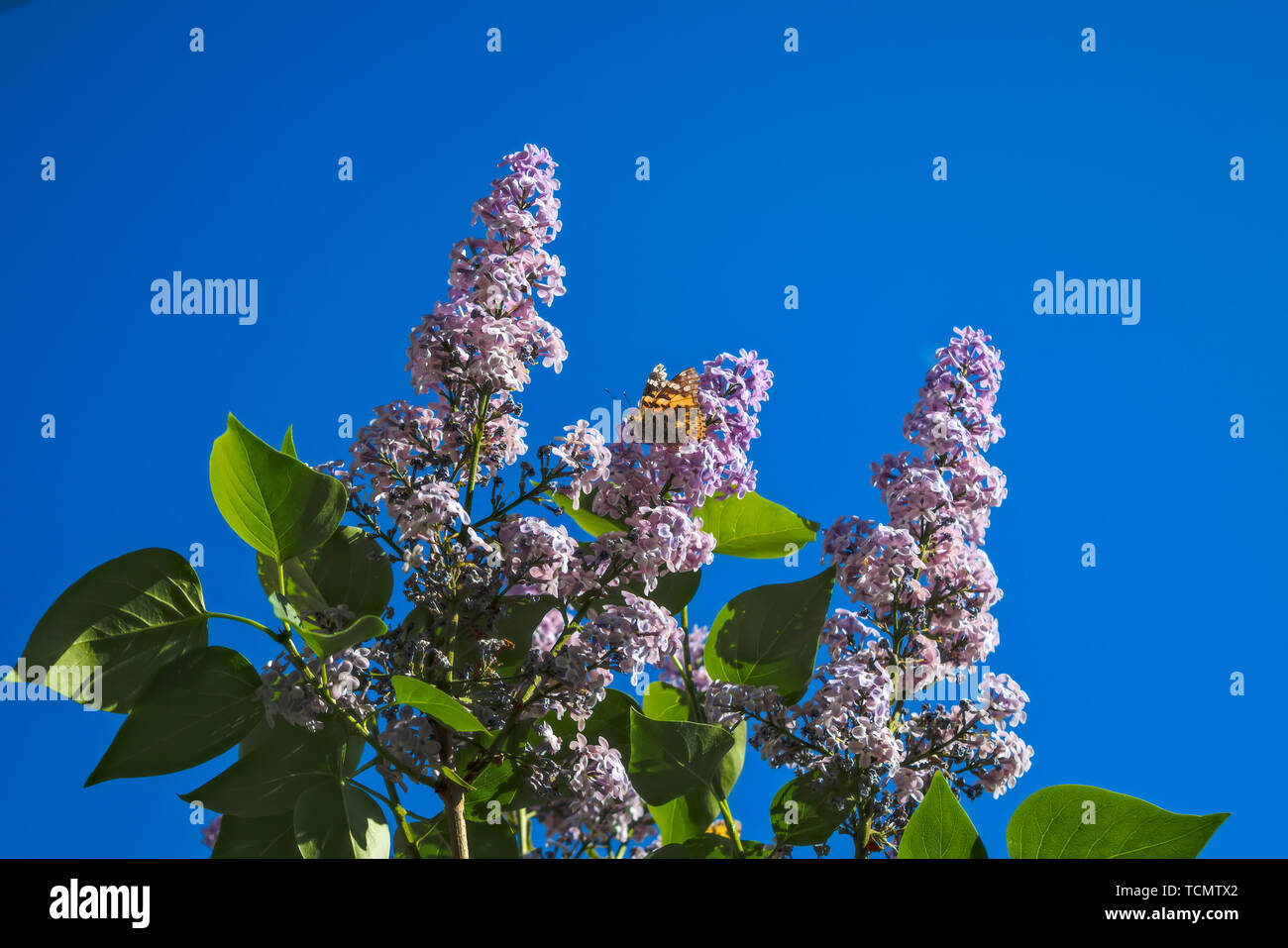 Spring scene in the park flowering branch of lilac on a blurred ...
