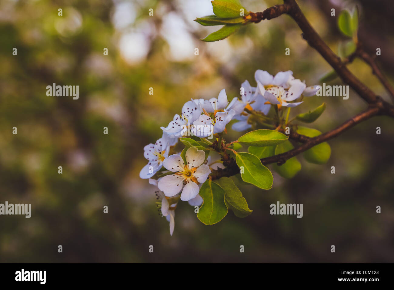 Beautiful apple tree branch with sun, spring began Stock Photo - Alamy