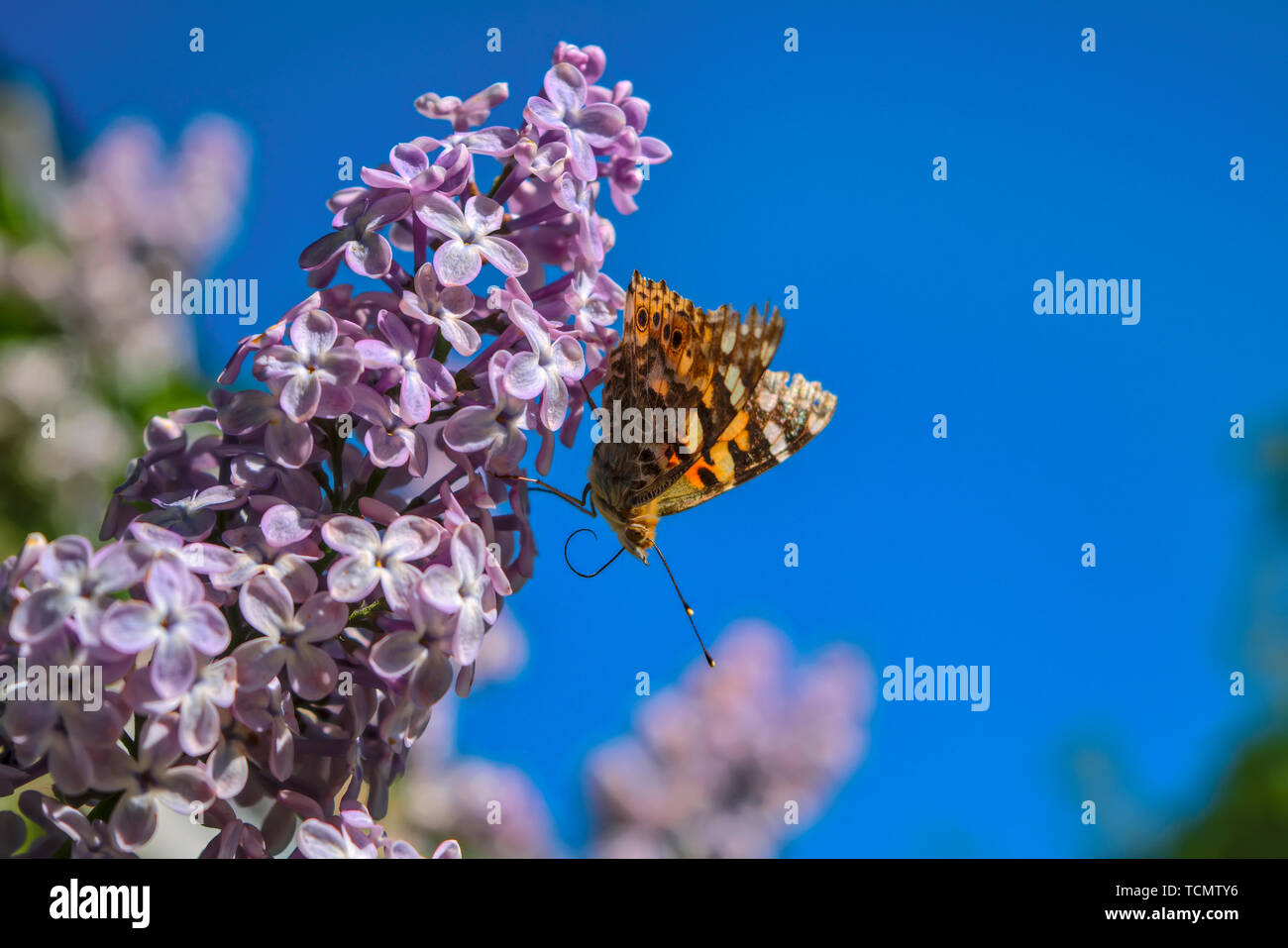 Spring scene in the park flowering branch of lilac on a blurred ...