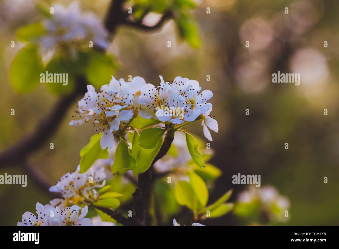 Beautiful apple tree branch with sun, spring began Stock Photo - Alamy