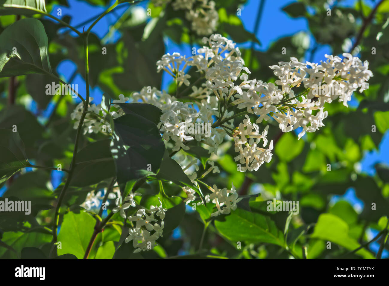 Spring scene in the park flowering branch of lilac on a blurred ...