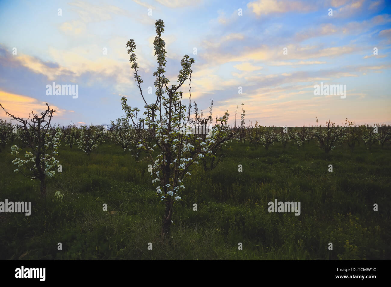 Beautiful apple tree branch with sun spring began Stock Photo - Alamy