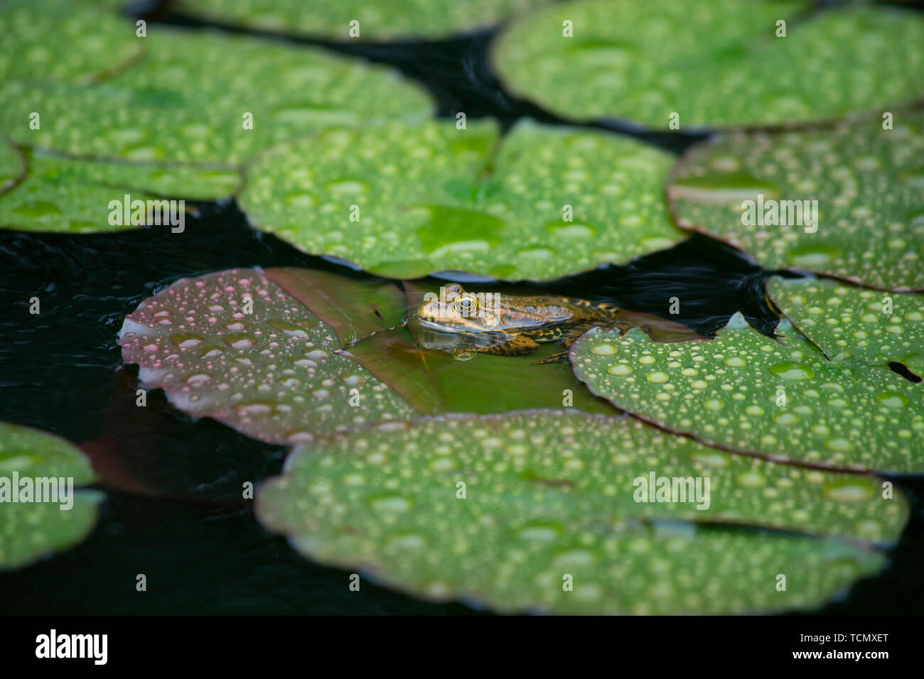 toad sitting on a water lily in the rain. a Frog resting on a lotus ...